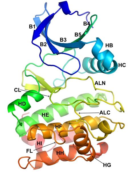Tyrosine Kinase And Its Inhibitors Boc Sciences