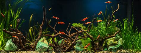 How To Cycle A Fish Tank Fresh Water Systems