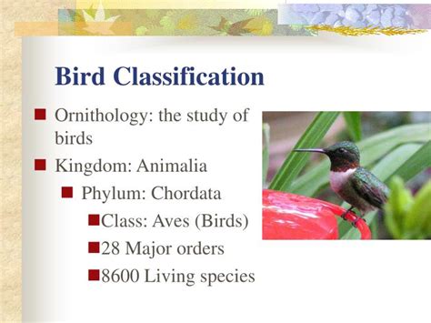 Ppt Birds Notes Powerpoint Presentation Id
