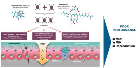Vitam International Poultry Mycotoxin Risk Control