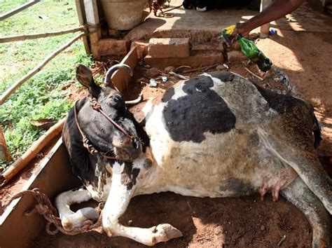 Spread Of Lumpy Skin Disease Worries Pollachi Farmers
