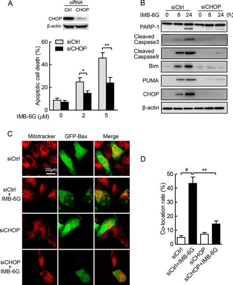 Er Stress Induced Chop Plays A Key Role In Imb 6g Induced Apoptosis