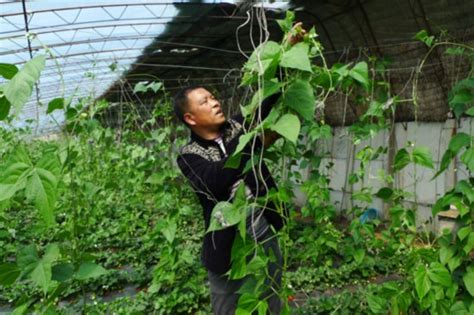 大棚架豆王种植技巧 北方大棚种植水果3种 种植大棚 第11页 大山谷图库