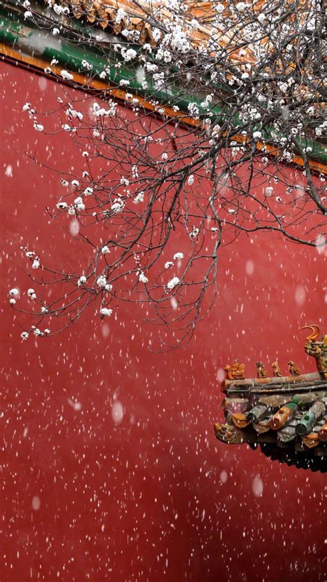 故宫博物院 宫墙 桃花 芳菲 唯美 朱红 宫阙 堆糖，美图壁纸兴趣社区