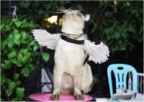 Anime Cat With Angel Wings