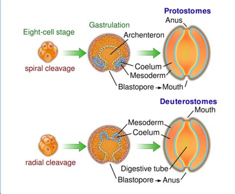 Vertebrates Review Flashcards Quizlet