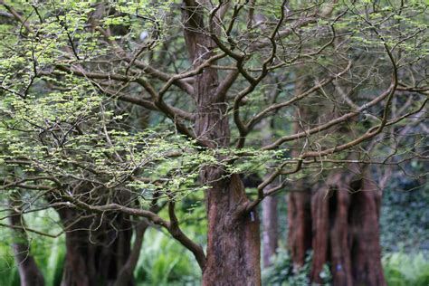 Growing The Dawn Redwood Tree In The Home Landscape