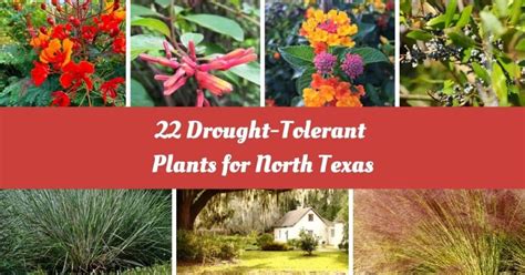 22 Best Drought Tolerant Plants For North Texas Flourish Without The