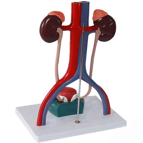 Buy AMhuui Urinary System Mode Genitourinary System Model Kidney