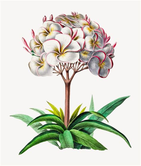 Le Plumeri Flore Damérique Vintage Free Photo Illustration Rawpixel