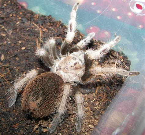 Aphonopelma Chalcodes Wikipedia