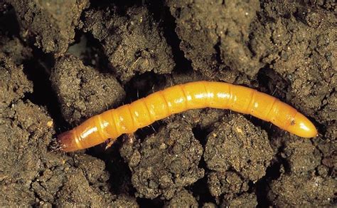 Potato Crops Increasingly At Risk Of Wireworm Farm News Farmers