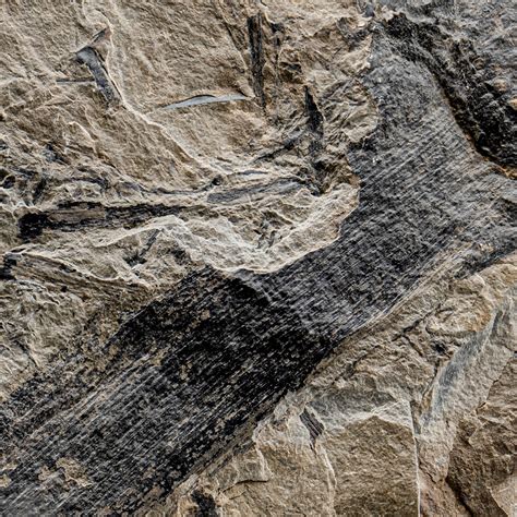 Carboniferous Fossil Plant 6 94 Calamites Mini Museum