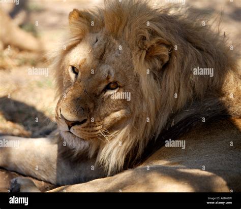 Lioness Panthera Leo Krugeri South Africa Stock Photo Alamy