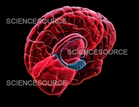 Photograph Hippocampus Anatomy Artwork Science Source Images