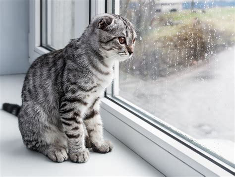 むしむし蒸し暑い梅雨の時期、猫にとっての快適な室内環境とは？ ペットの医学