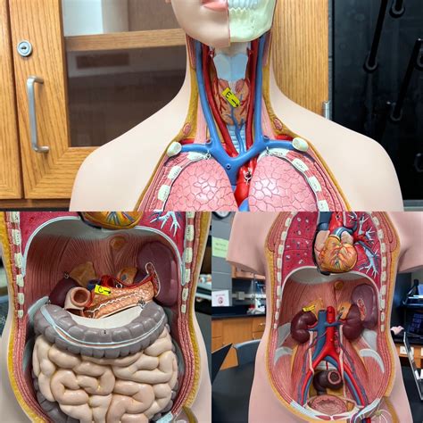 Endocrine Models Diagram Quizlet