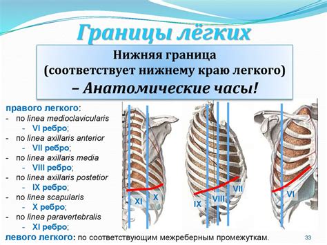 Функциональная анатомия дыхательной системы презентация онлайн