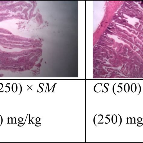 Morphological Image Of Jejunum On Day 42 In Ross 308 Broilers Fed Diets