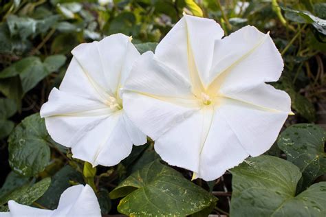 50 Moonflower Morning Glory White Moon Flower Ipomoea Alba Flower Vine