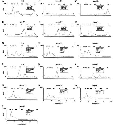Lipid Linked Intermediates In Gum Mutant Strains Standard Incubations
