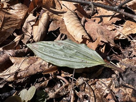 Putty Root In March 2025 By Rbartgis · Inaturalist