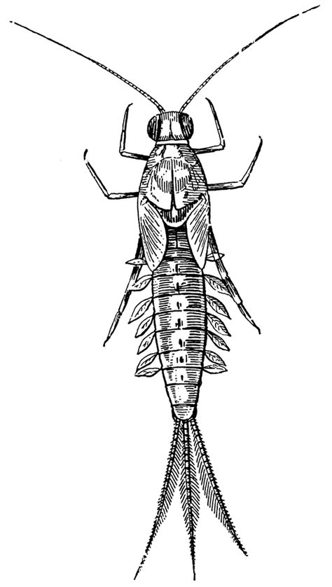 Mayfly Drawing