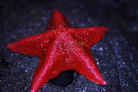 红海星手指风景海星红色生物海洋海岸高清图片下载 正版图片320304989 摄图网