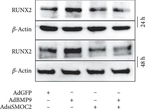 The Effect Of Smoc2 On Bmp9 Induced Early Osteogenic Marker Levels A