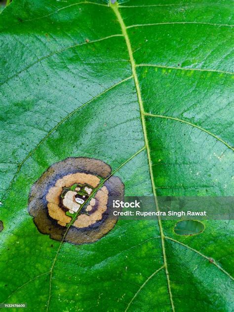식물 질병 Colletotrichum 종에 의한 잎 반점 전형적인 증상 원형 또는 난공으로 나타나고 침몰하고 노란색 후광이있는