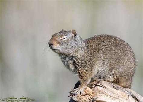 Dozing Uinta Ground Squirrel Mia Mcphersons On The Wing Photography