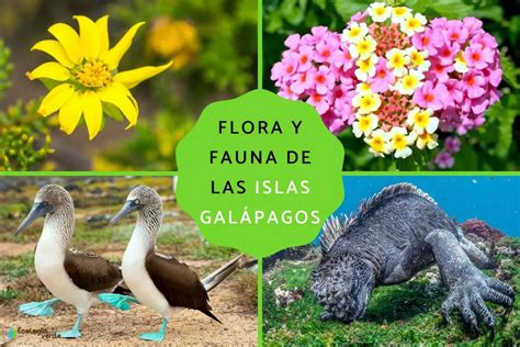 Flora Endémica De Las Islas Galápagos TeleFlor