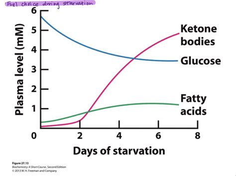 Biochem Chapter 27 Fatty Acid Degradation Flashcards Quizlet