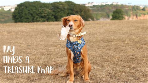 Look What I Found That Cockapoo Ivy Goes On Another Adventure Youtube