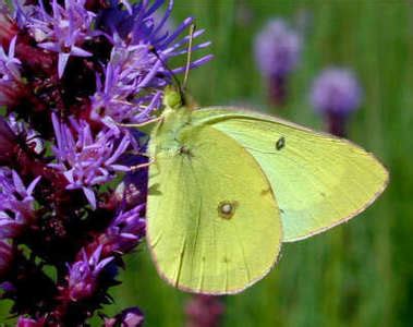 Clouded Sulfur Butterfly