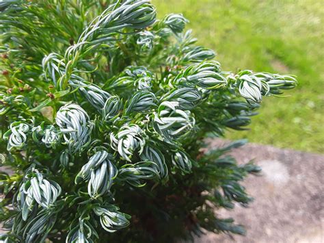 Plante Decorative Chiparos Albastru Boulevard