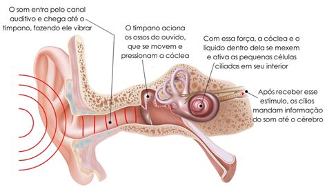 Anatomia Do Ouvido