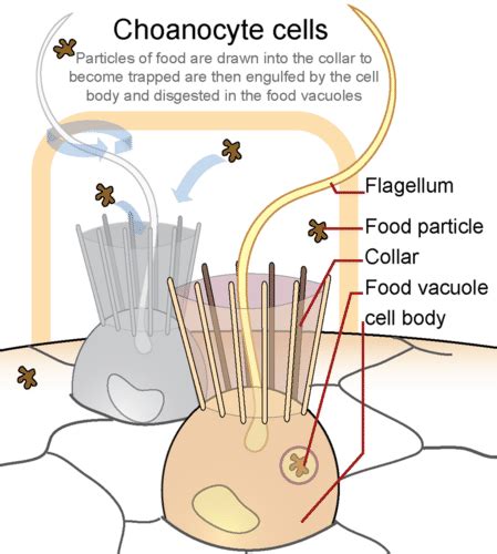Sponge Structure And Function Read Biology Ck 12 Foundation