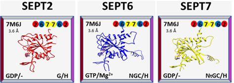 Structural Gallery Structural Biology Of Septins
