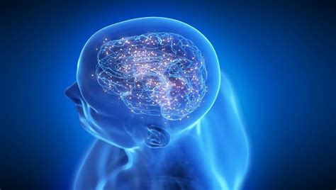 Le cerveau est lorgane qui consomme le plus dénergie dans le corps