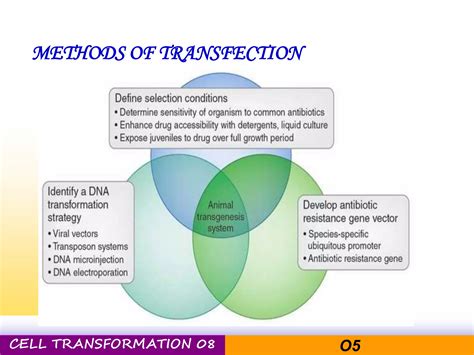 Cell Transformation By Kk Ppt