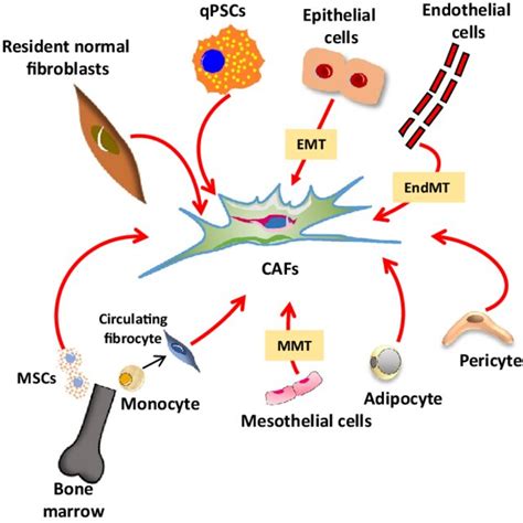 Origin Of Cancer Associated Fibroblasts Cafs In Pdac Schematic