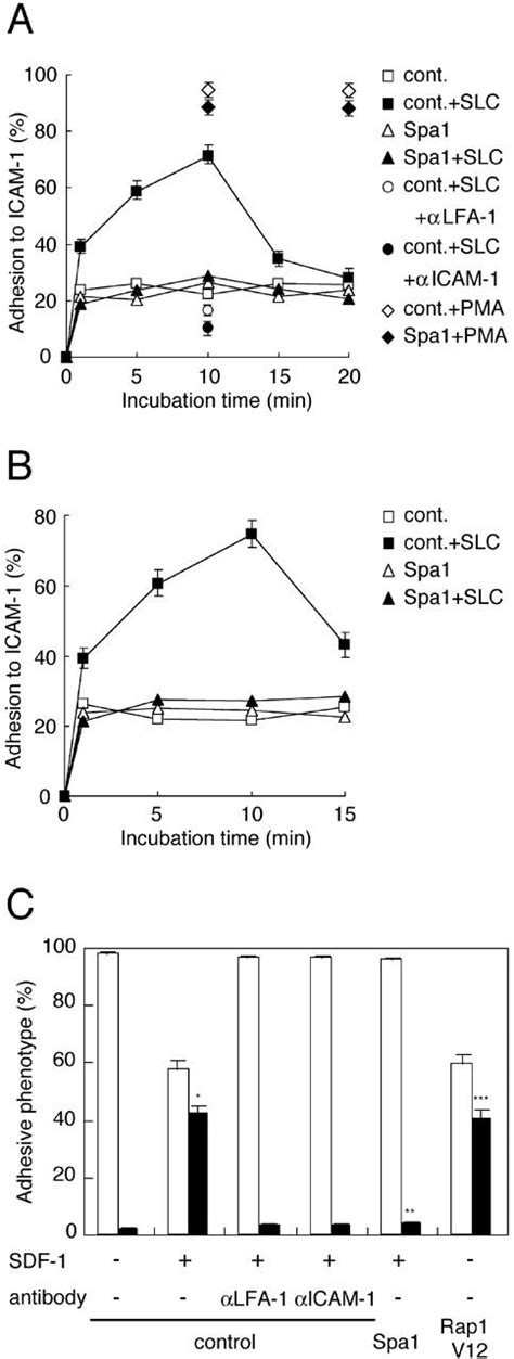 Lymphocyte Adhesion Under Shear Stress A Slc Stimulated Adhesion To