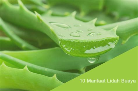 10 Manfaat Aloe Vera Lidah Buaya Nabire Hebat