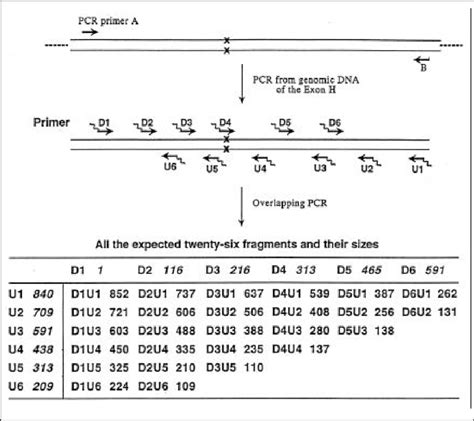 Schematic Of Overlapping Pcr And Sscp Fingerprinting A 1000 Bp Genomic