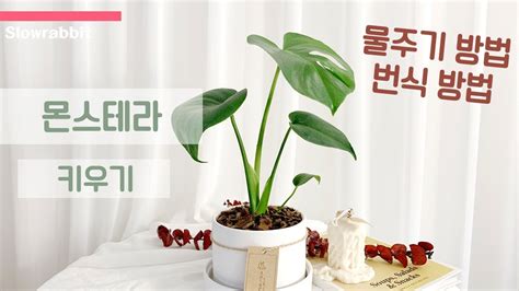 몬스테라 키우는 방법과 번식시키는 방법 Youtube