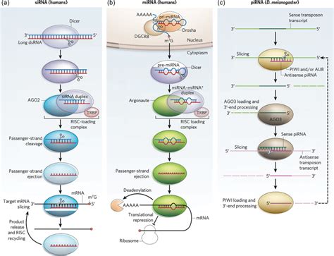 Figure 12 3 Biogenesis And Mechanism Of Action RNA The Epicenter Of Genetic