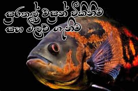 සුරතල් මසුන් විකිනිම සහ මිලට ගැනීම
