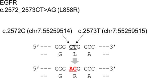 A Case Of Egfr L858r Mutation Caused By Two‐base Substitution A