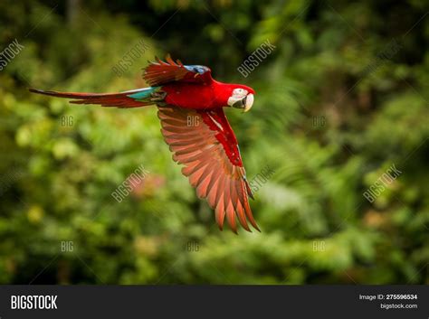 Red Parrot Flight Image And Photo Free Trial Bigstock